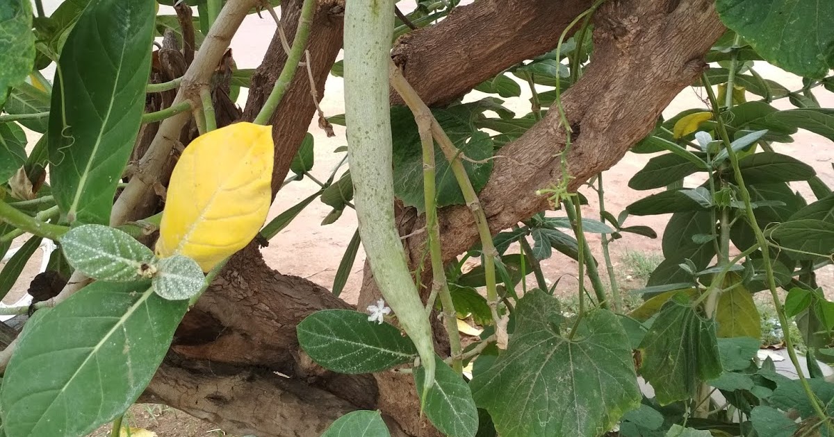 Aak plant | Image Bank Of India