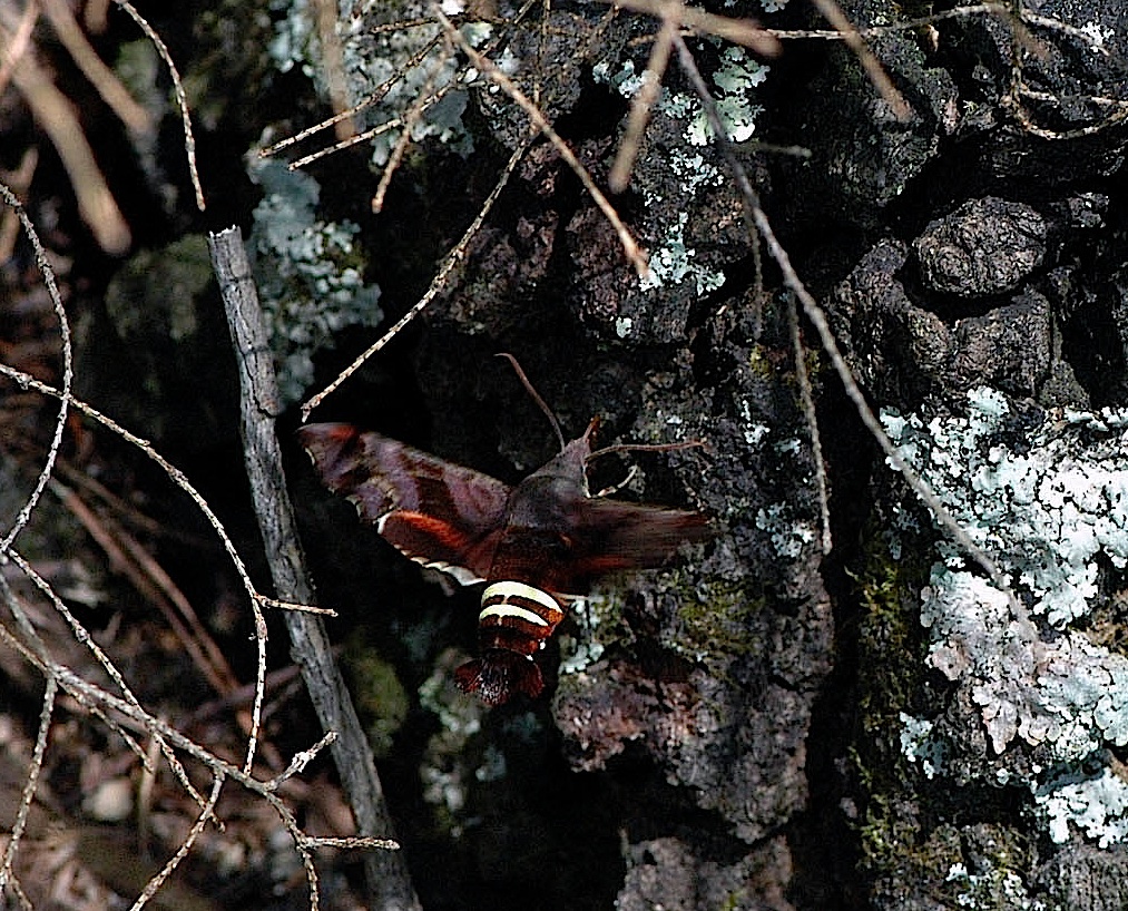 Field Biology in Southeastern Ohio: Sphinx Moths of Ohio, Part 2