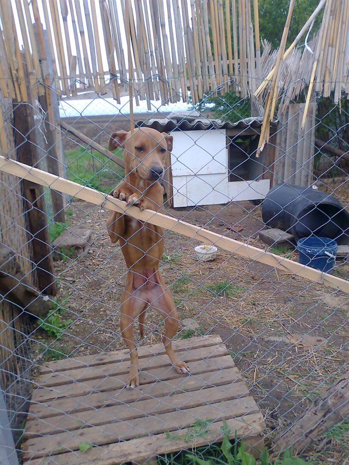 DJININ OPSTANAK: DJININA BORBA ZA ZIVOT.