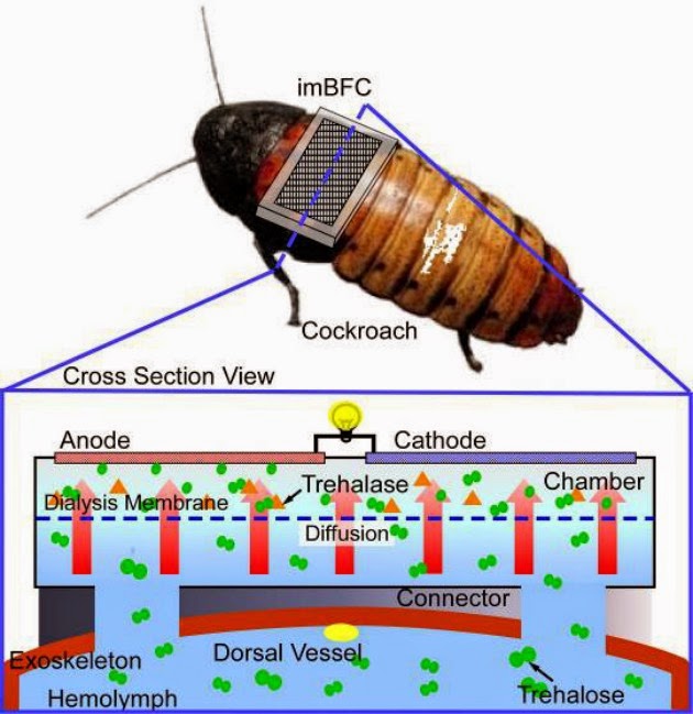 HI-MEMS (Hybrid Insect - Micro Electro-Mechanical Systems) Initiative ...