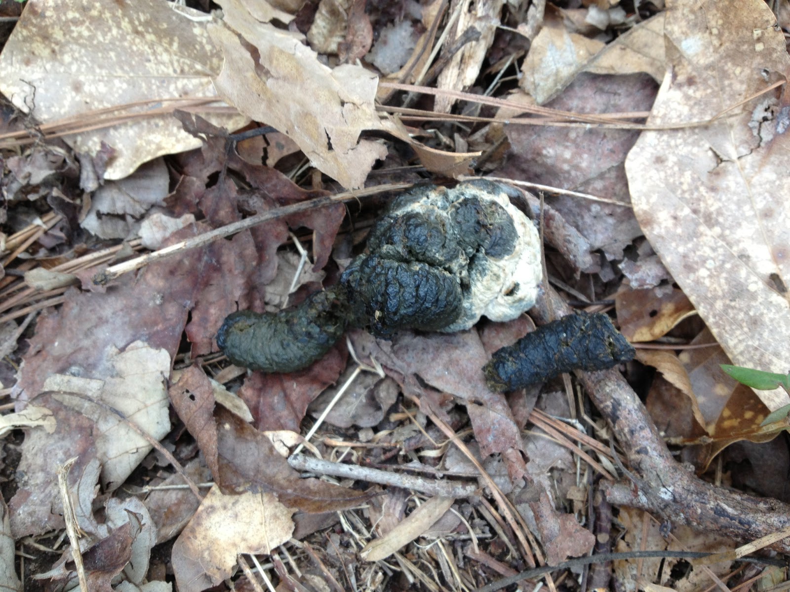 Georgia Nature Blog: The Natural History of Georgia: 3. Tracks and ...