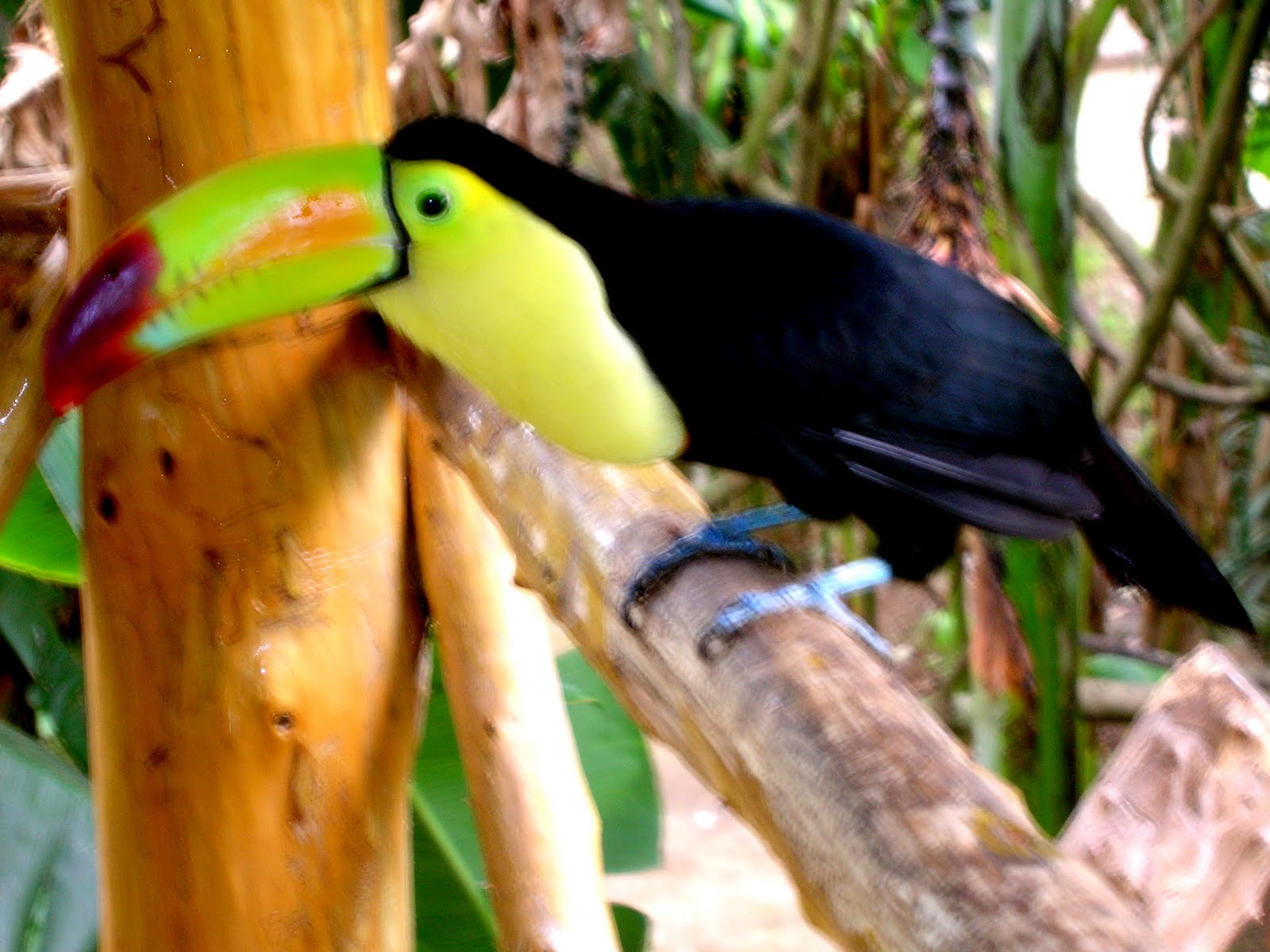 El Salvador Pilgrim: JUAYUA," SEMANA SANTA" (Easter week)