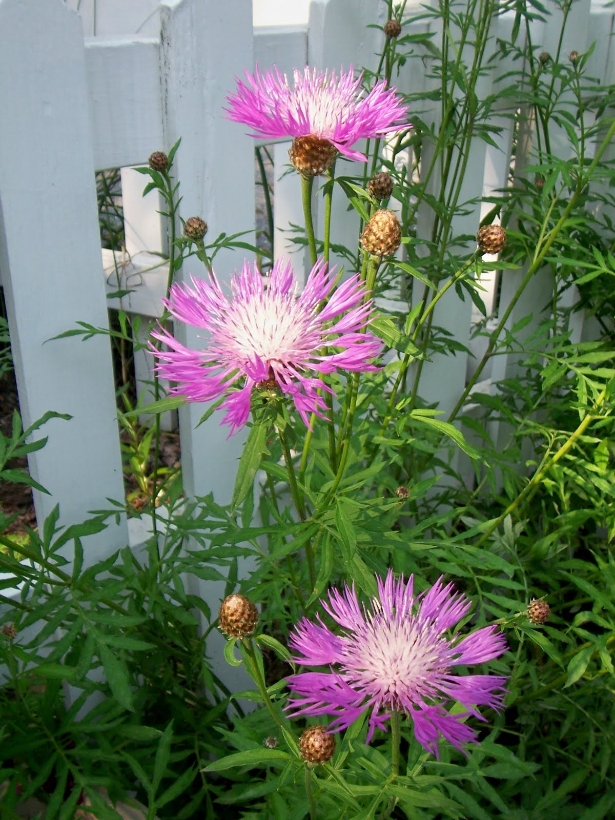 InnSights into Lancaster County: Flowers are Blooming Like Crazy!