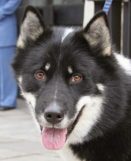 dog side stories: Gronlandshund - Greenland Dog ( Σκύλος Γροιλανδίας )