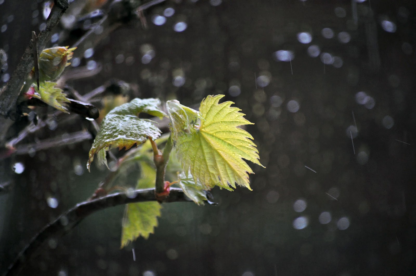 The Wild Things : Here comes the rain again...