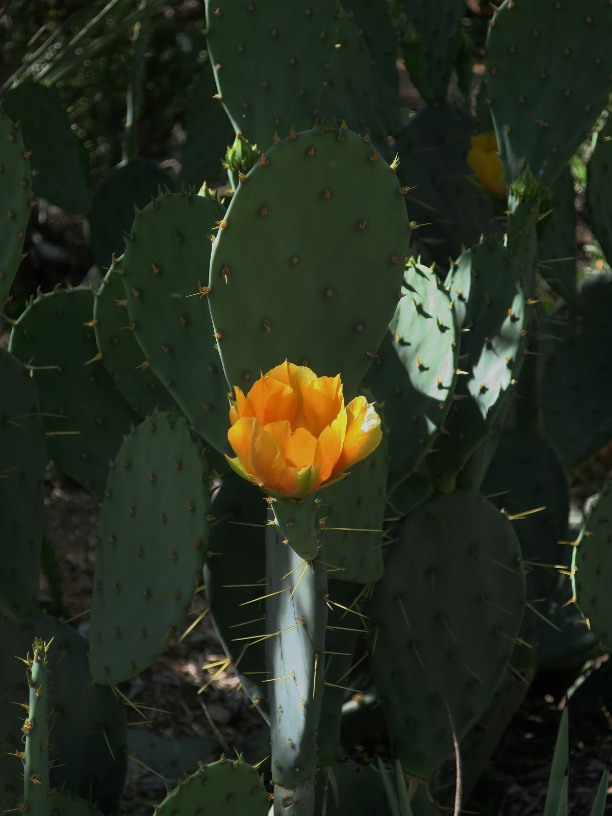 Living Rootless: Tucson, AZ: Tohono Chul: Flora and Fauna