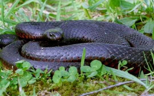 Science Facts: Seven Top Scariest, Venomous Big Snakes
