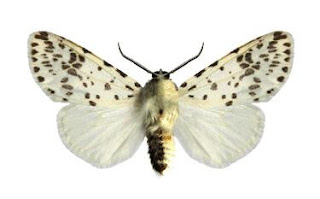 Prime Pest Solutions: Caterpillar Webs!