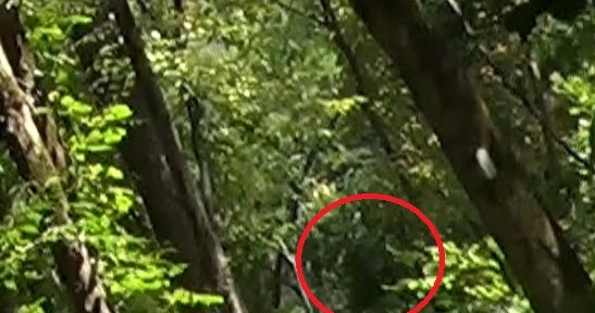 The Fortean Slip: Shocking Dogman Photo Caught On Camera - Breakdown The Fortean Slip: Shocking Dogman Photo Caught On Camera - Breakdown