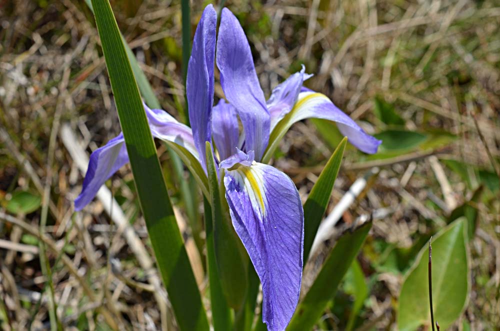 Space Coast Wildflowers: March 2013