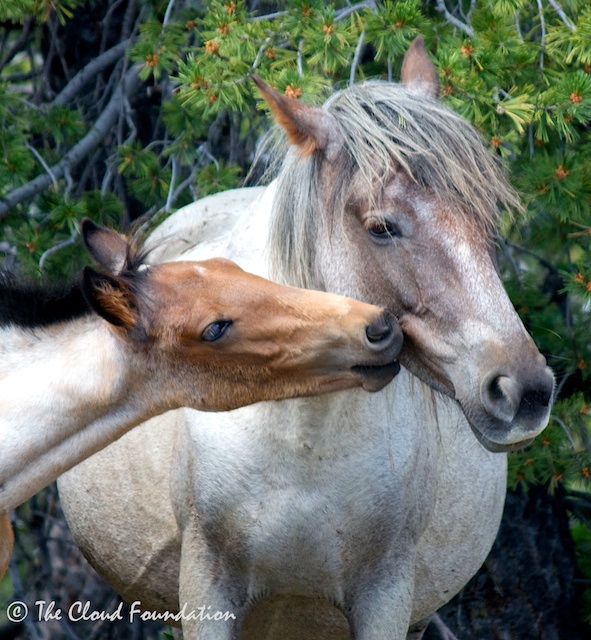 Save the Mustangs: History of the Wild Mustangs / Fun Facts