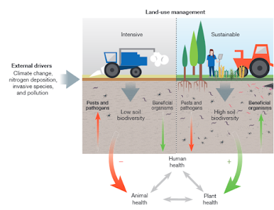 The Microbial Blogosphere: Human Health Impacted by Soil Diversity