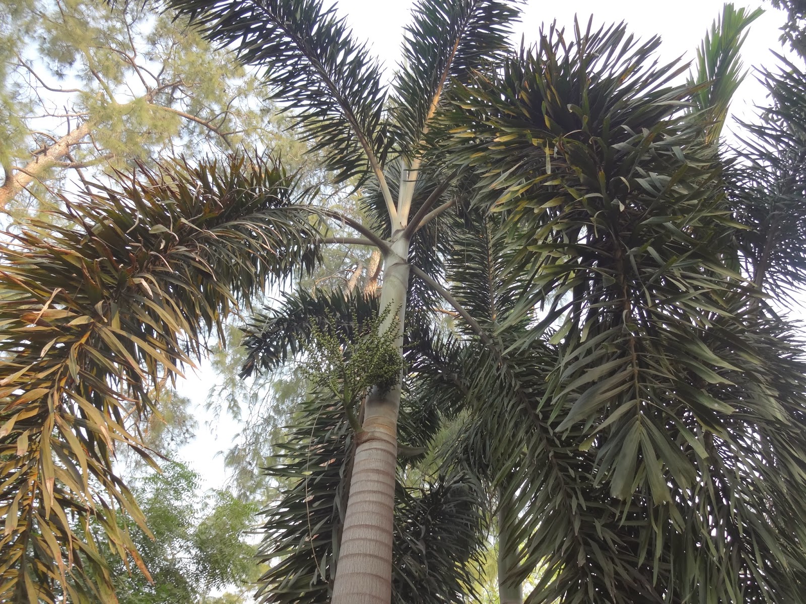 Plants of Lahore - Pakistan: Fox Tail Palm- World's most popular palm ...