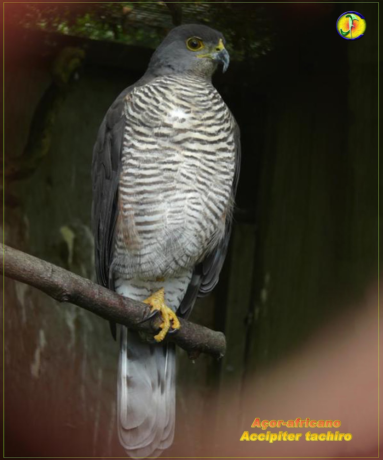 ORNITOLOGIA: Açor-africano (Accipiter tachiro)