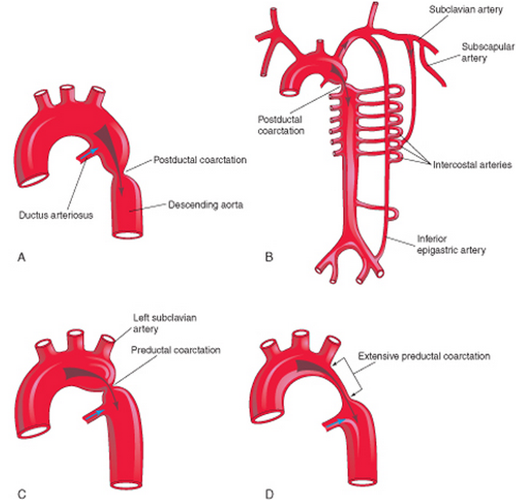 MBBS Medicine (Humanity First): Cardiovascular Embryology