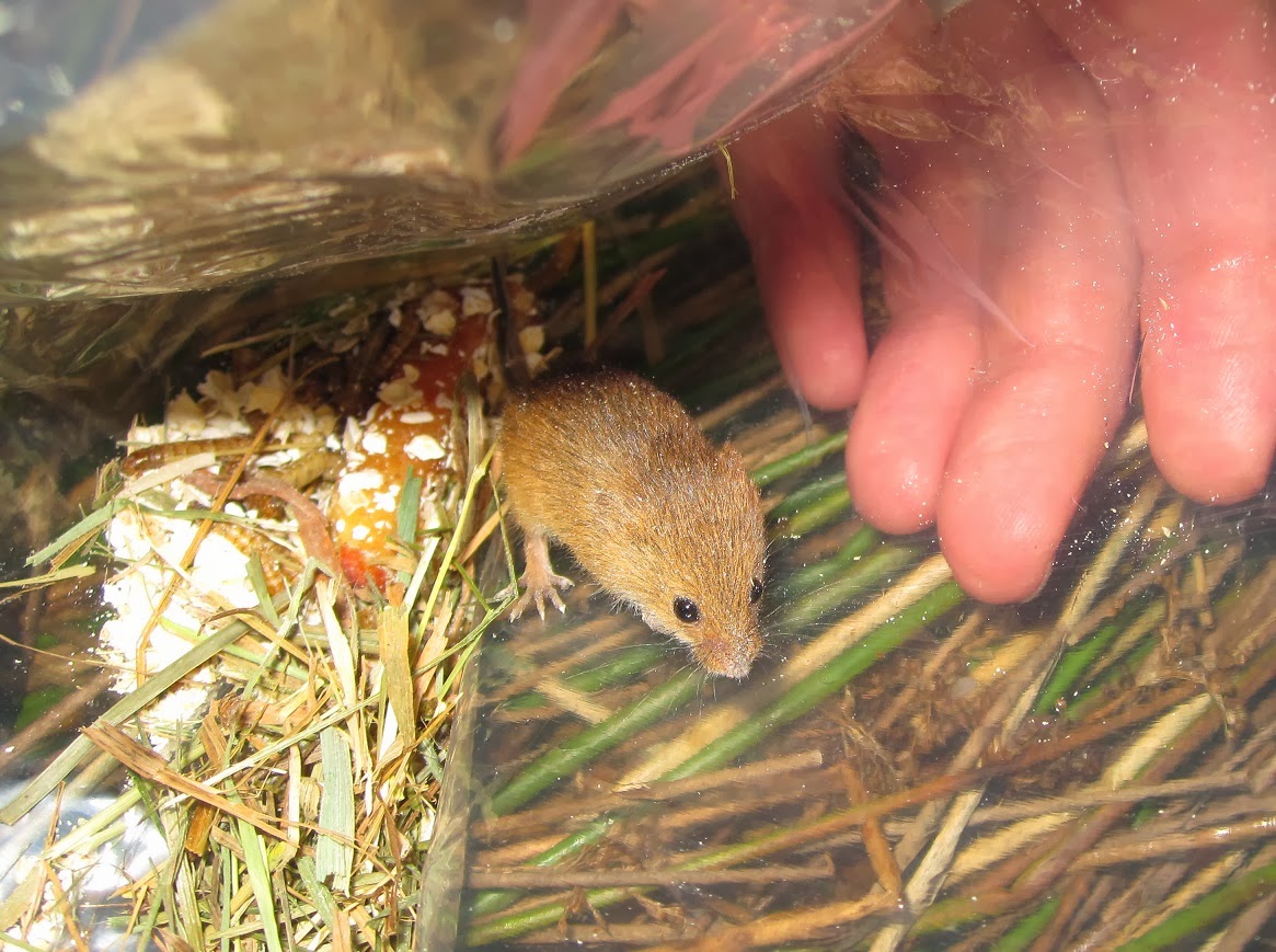 Biodiversity Gatwick: Searching for the Micro-mouse