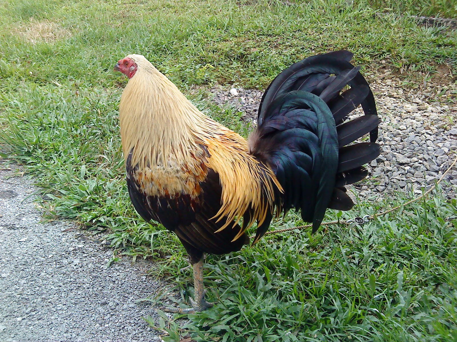 Wb8b@Cirj GameFarm: Hardy Dawnson Fowl from wilsonbidi@abangkok gf ...