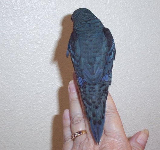 The Splendid Bourke Bird Blog: Lineolated Parakeets, Now There Are Three