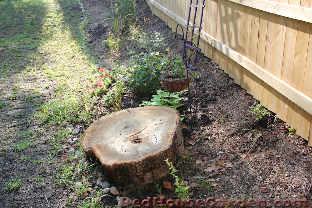 Red House Garden: Reflections of an Oak Stump