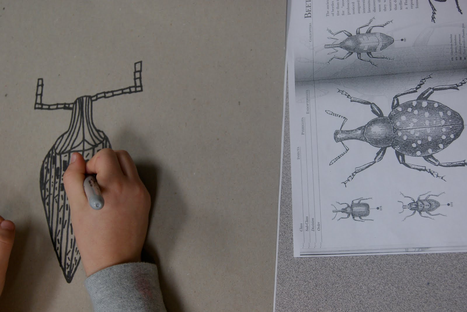 Scientific Bug Drawings