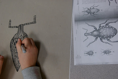 Scientific Bug Drawings