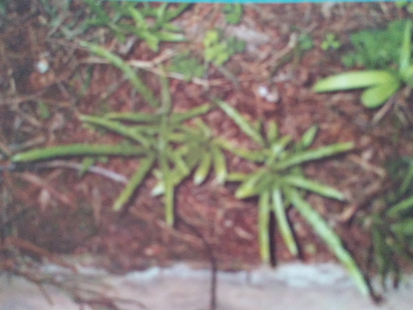 Fuziah Sulaiman blog: Kenali Flora di Laman Paku Pakis-Pteridofita ...