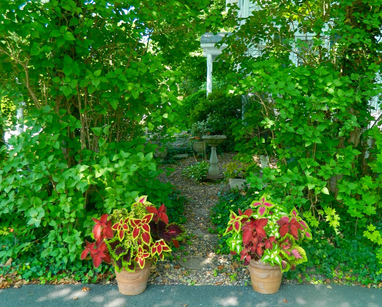 Pam's English Cottage Garden: Container Gardening