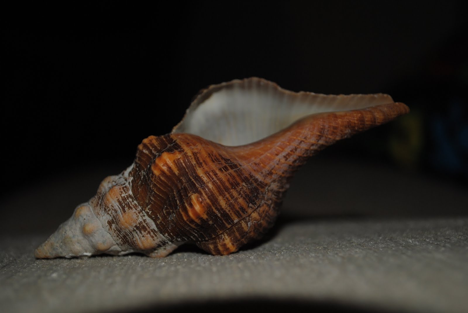 Capt. Brian's Observations On The Water: Horse Conch