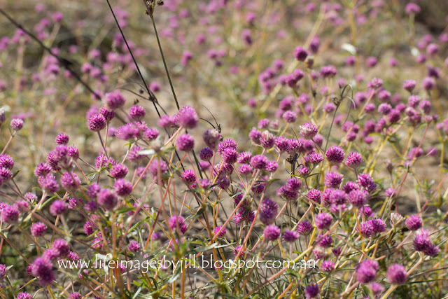 Life Images by Jill: For love of the Mulla Mulla - Western Australian ...