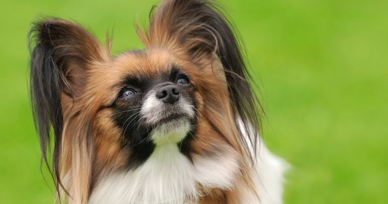 Psie myśli - rasy psów