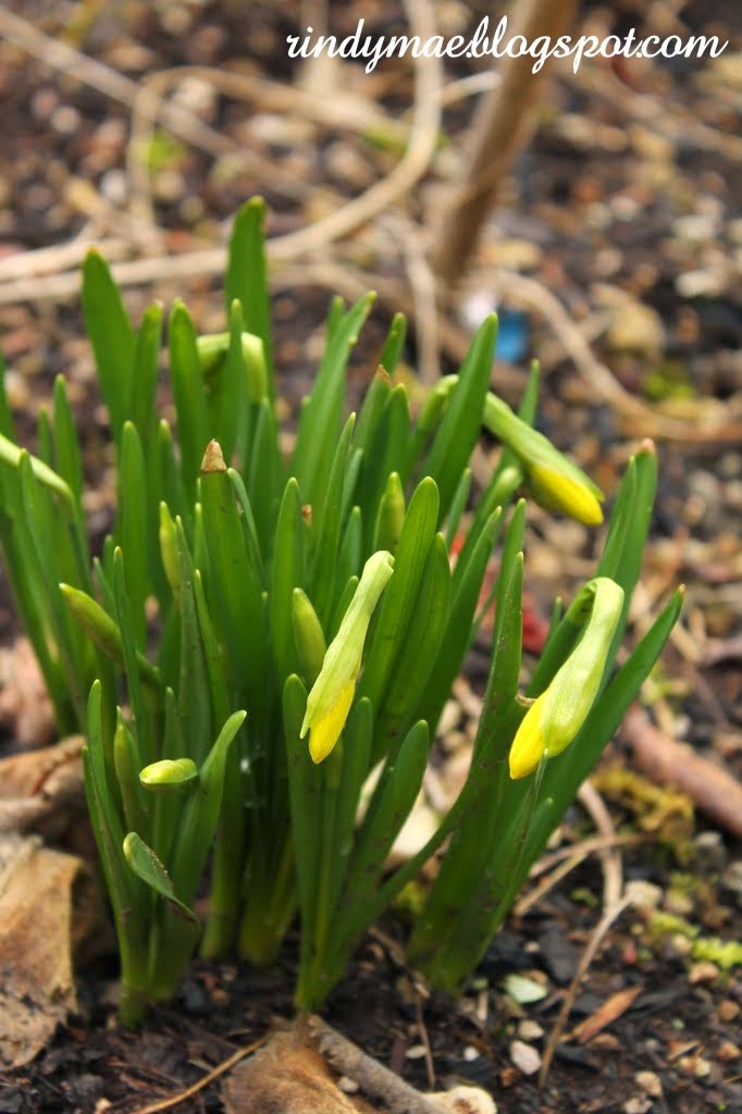 Rindy Mae: February In The Garden