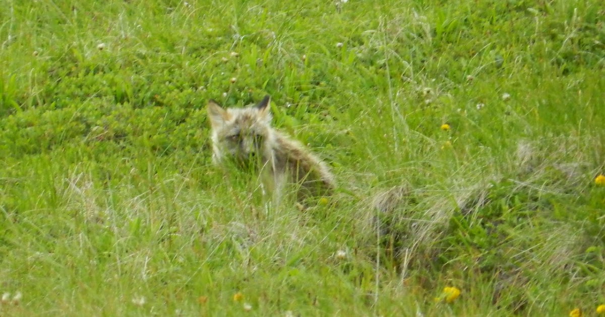 Nature in a Nutshell: Red Fox Color Variation