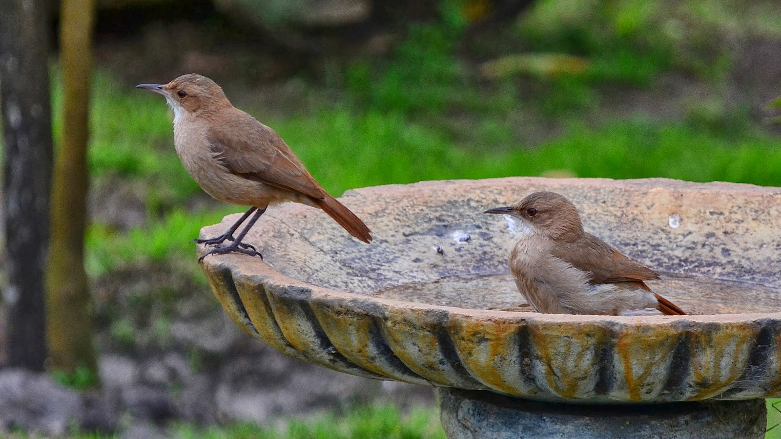 Aves de La Floresta: Hornero