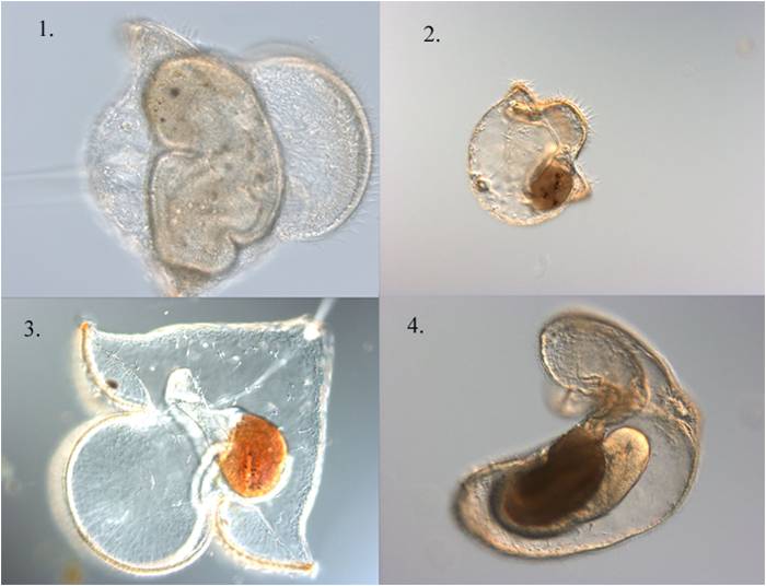Promoting Research Investigations in the Marine Environment: Leeah: Week 2