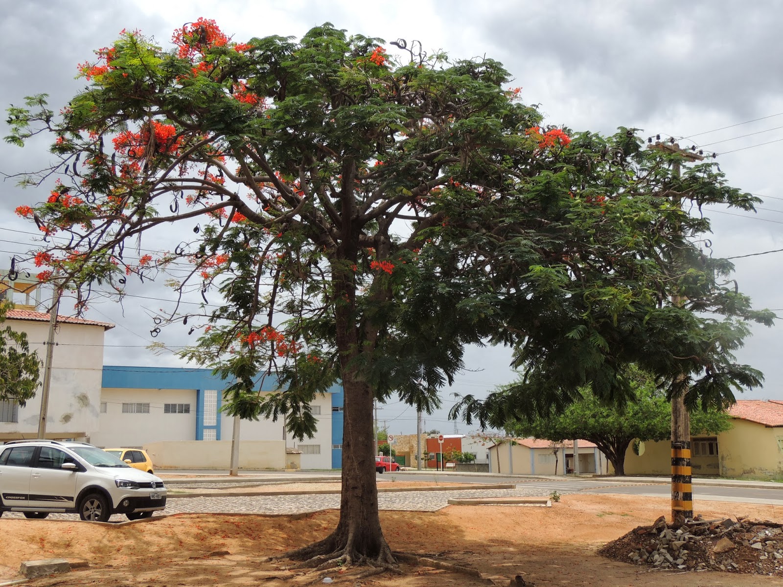 Flora UFERSA: Flamboyant