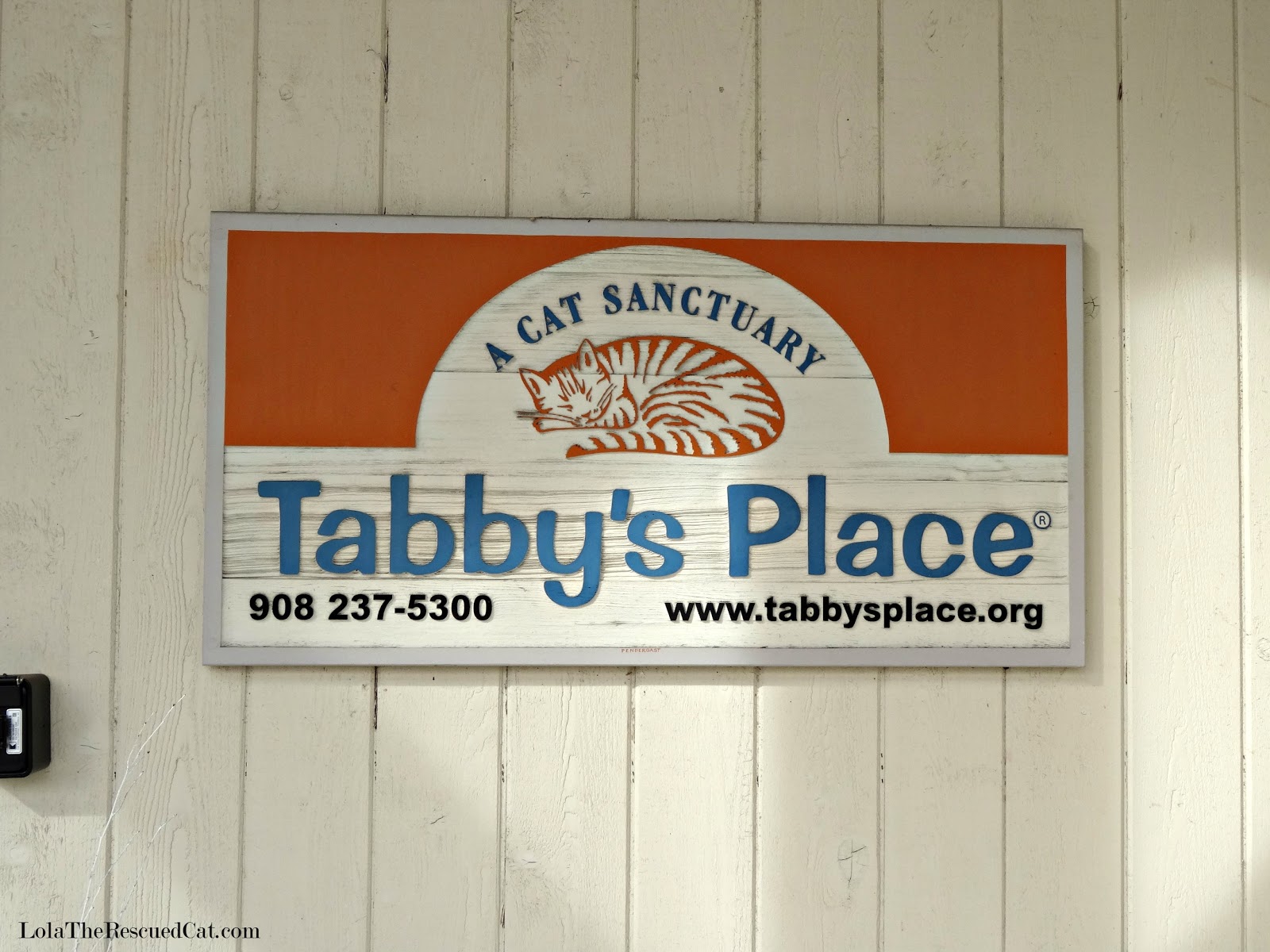 Tabby's Place - Blog the Change for Animals #BtC4A | Lola The Rescued Cat