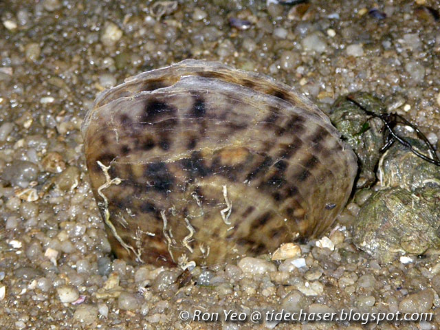 tHE tiDE cHAsER: Bivalves (Phyllum Mollusca: Class Bivalvia) of Singapore