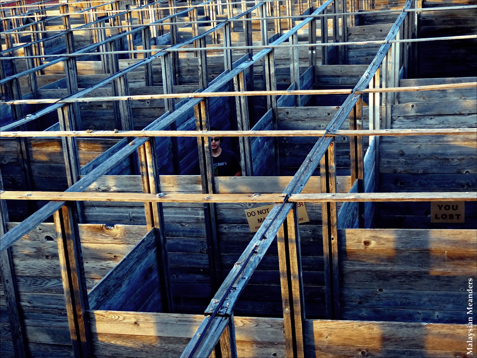 Malaysian Meanders: Cattle Drive at the Fort Worth Stockyards