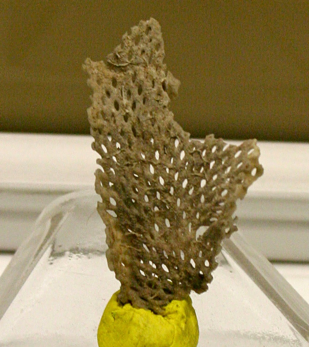 Louisville Fossils and Beyond: Idmonea Bryozoan Fossil