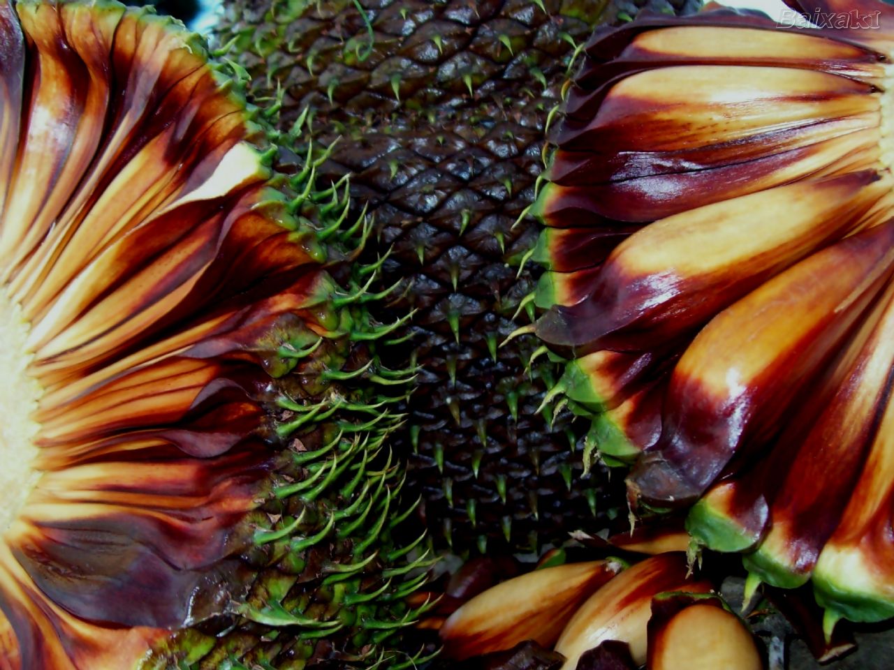 DIÁRIO COM A NATUREZA: 29 DE MAIO - PINHÃO - PINHA - FRUTO - SEMENTE