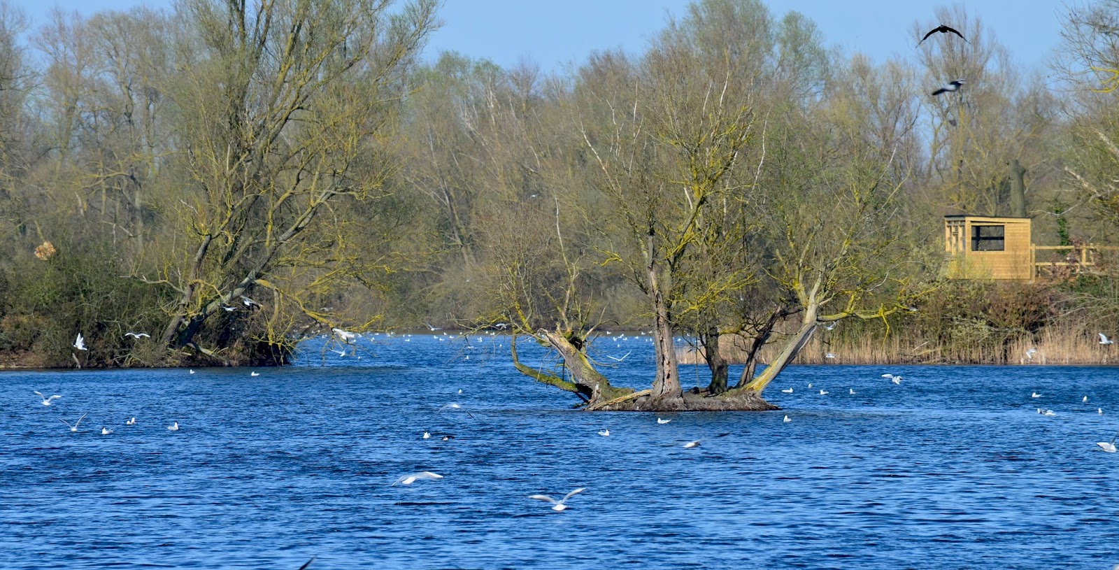 The Paxton Ranger: Midges