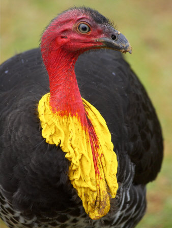 All About Animal Wildlife: Australian Brush Turkey Facts and Images-Photos