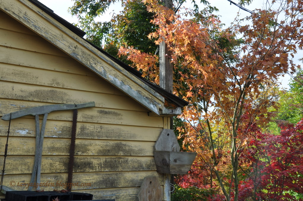 MySecretGarden: Japanese Maples. Picture Gallery