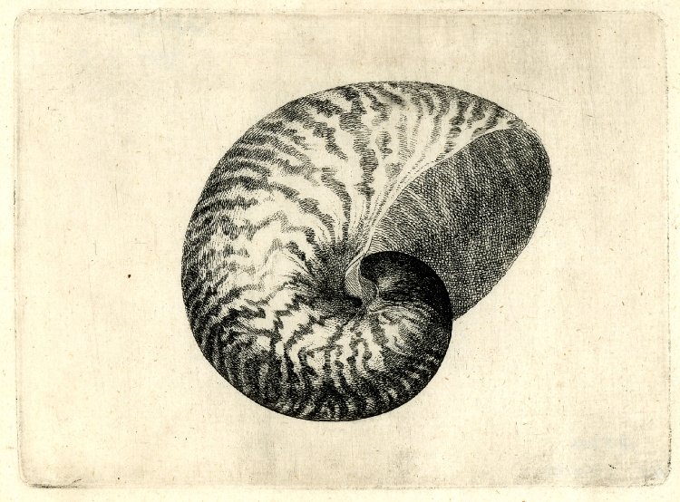 Spencer Alley: Sea Shell Proofs by Wenceslaus Hollar