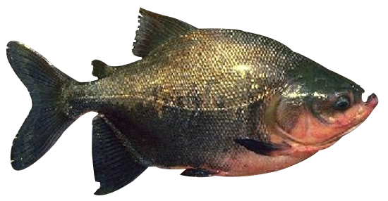 A Arte da Pesca: Peixes de Água Doce - Tambaqui