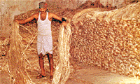 Indian Jute: Jute - Jute Cultivation and Fibre Extraction process