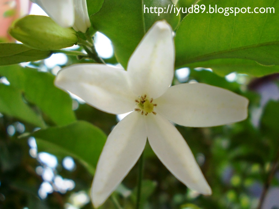 14+ Gambar Bunga Dan Daun Kemuning - Gambar Bunga Indah