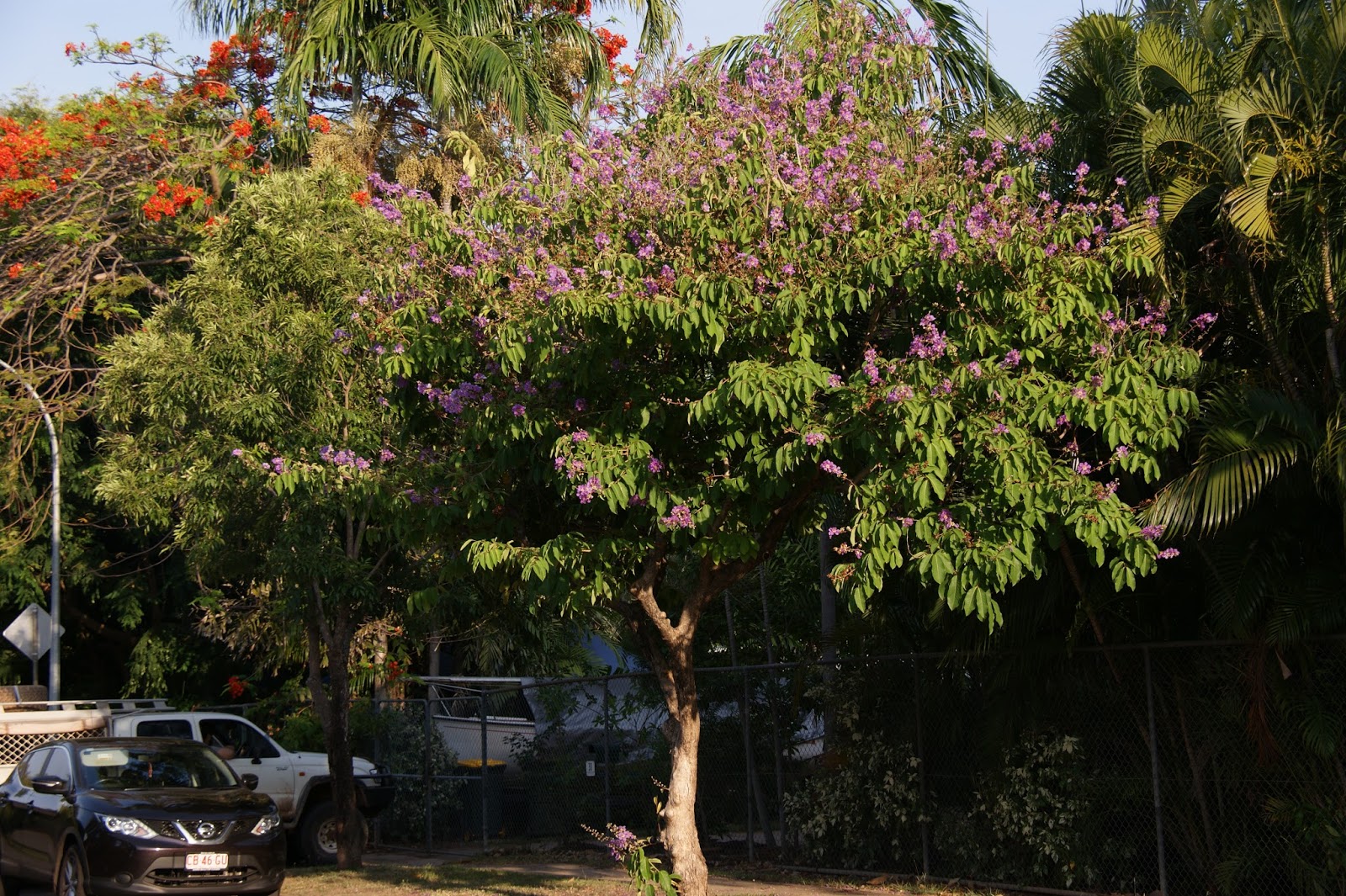 The Monsoon Frog: It's VERY HOT........Trees Thrive