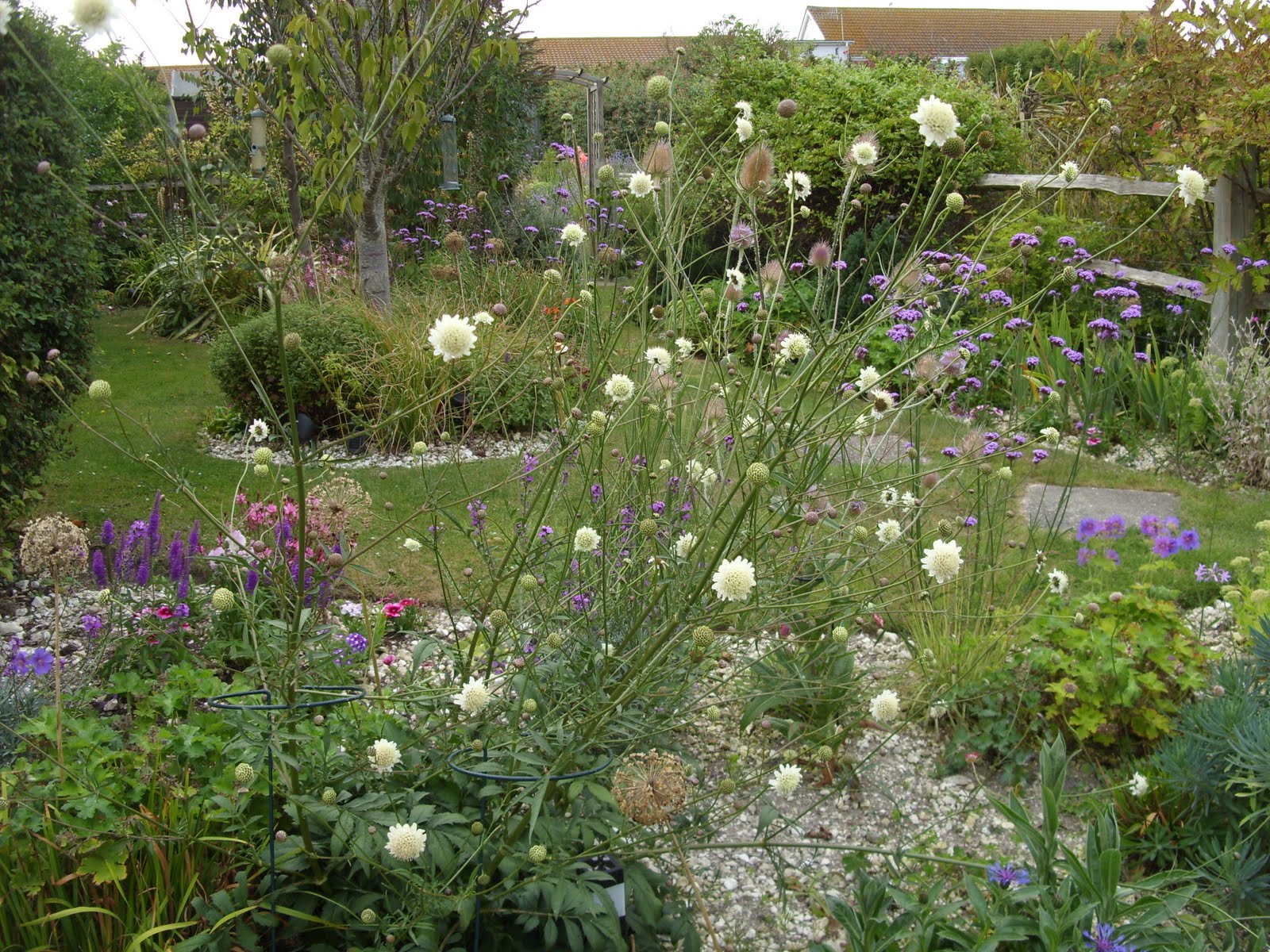 Ernie and I: Cephalaria gigantea
