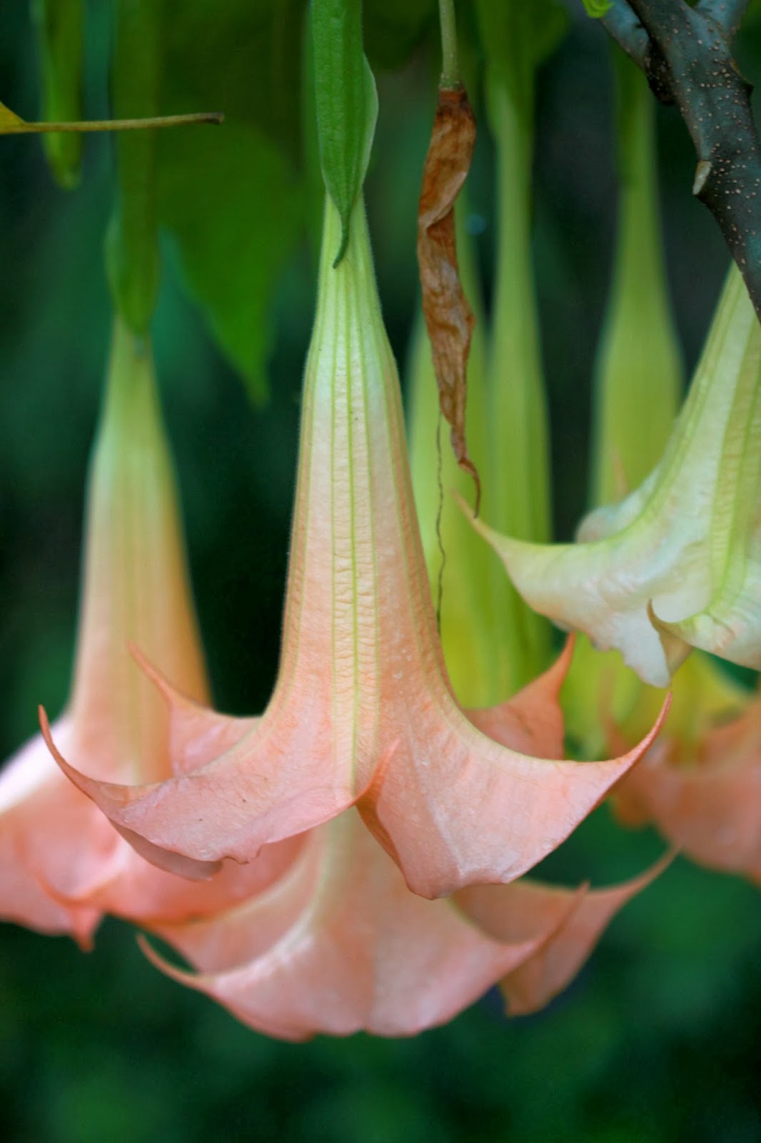 Pondok Rasamala : Tanaman bunga di halaman